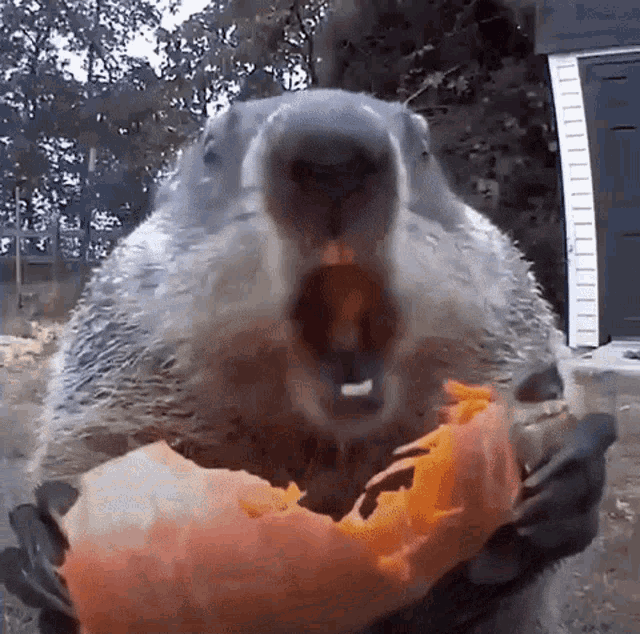 Munching Groundhog - The Hungriest Meme Coin on Solana!